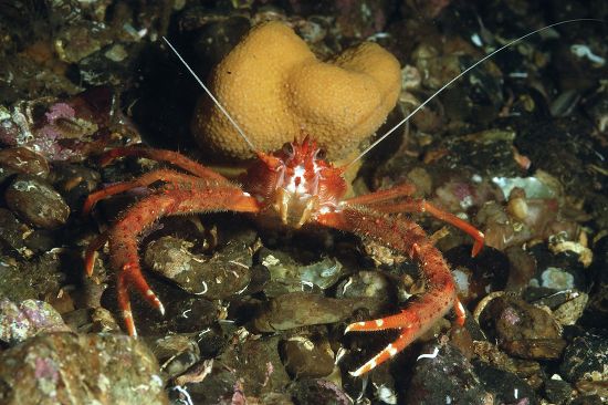 Longclawed Squat Lobster Munida Rugosa Adult Editorial Stock Photo ...