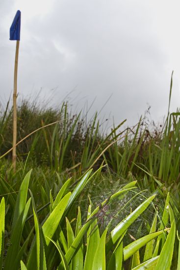 Fen Raft Spider Dolomedes Plantarius Adult Editorial Stock Photo ...