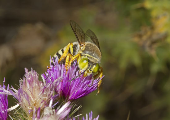Sand Wasp Bembix Rostrata Adult Feeding Editorial Stock Photo - Stock ...