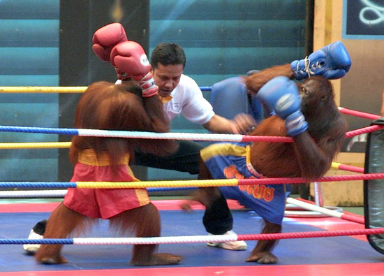 Orang Utan Boxing Show Editorial Stock Photo - Stock Image | Shutterstock
