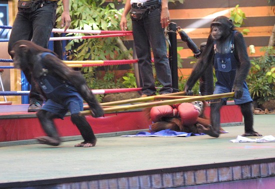 Orang Utan Boxing Show Chimpanzee Stretcher Editorial Stock Photo ...
