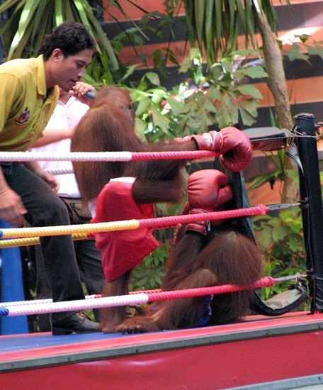 Orang Utan Boxing Show Editorial Stock Photo - Stock Image | Shutterstock