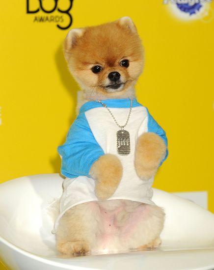 Jiff Dog Editorial Stock Photo - Stock Image | Shutterstock