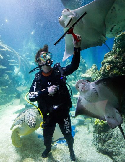 Stingrays Boris Green Sea Turtle Photobomb Editorial Stock Photo ...
