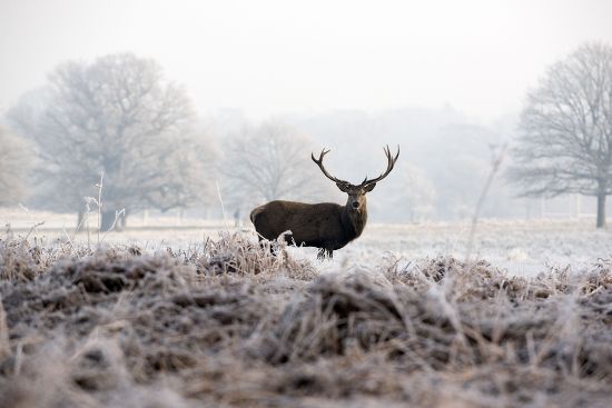Stag Stand Amongst Frozen Braken Cold Editorial Stock Photo - Stock ...