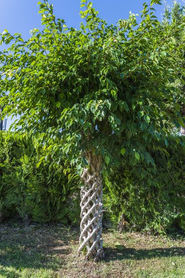 Weeping Fig Ficus Benjamina Braided Trunks Editorial Stock Photo ...