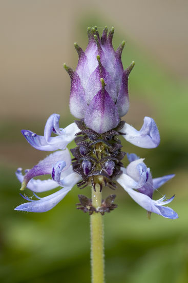 Coleus Arabicus Bloom Coleus Arabicus Lamiaceae Editorial Stock Photo ...