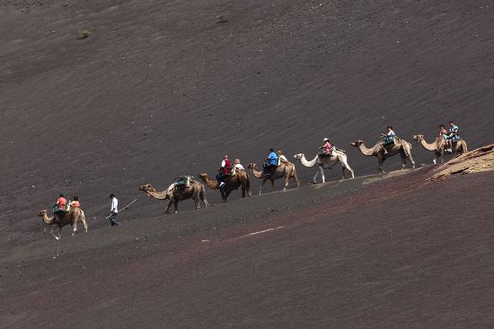 Camelback Riding Tourists Camels Dromedaries Timanfaya Editorial Stock ...
