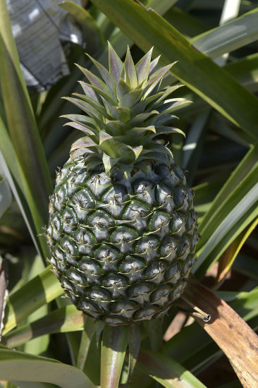 Unripe Pineapple On Plantation Hua Hin Editorial Stock Photo - Stock ...