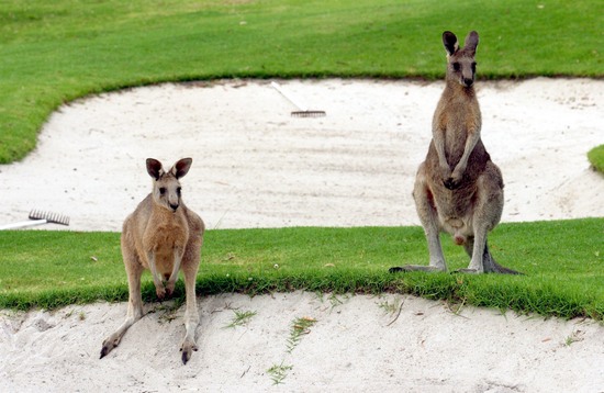 Kangaroos Taking Over Merimbula Golf Course Editorial Stock Photo ...