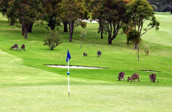 Kangaroos Taking Over Merimbula Golf Course Editorial Stock Photo ...
