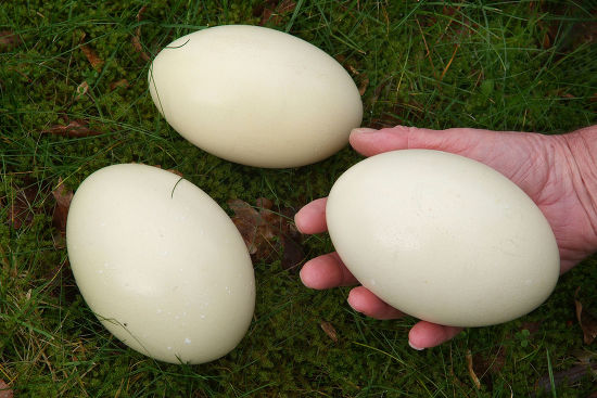 Farmed Rhea Eggs Editorial Stock Photo - Stock Image | Shutterstock