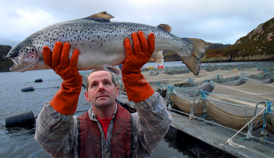 Loch Duart Salmon Farm Loch Laxford Editorial Stock Photo - Stock Image ...