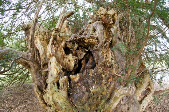 Ankerwycke Yew Ancient Yew Tree Said Editorial Stock Photo - Stock ...