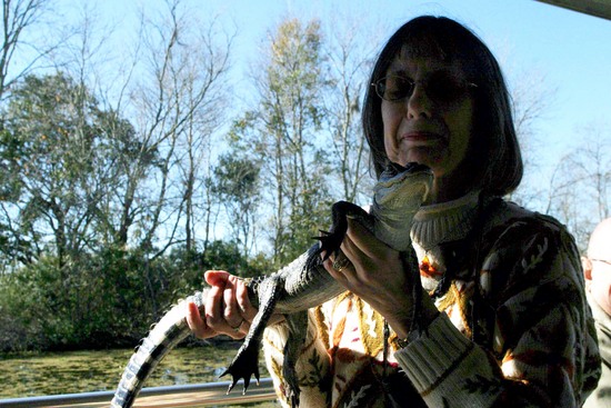 Baby Swamp Alligator Editorial Stock Photo - Stock Image | Shutterstock