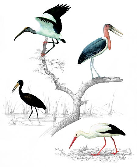Illustration Different Species Storks Editorial Stock Photo - Stock ...
