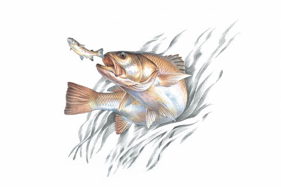 Totoaba Capturing Fish Feed On Editorial Stock Photo - Stock Image ...