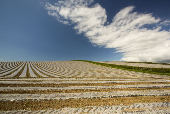 Crop Covered Rows Plastic Sheeting Field Editorial Stock Photo - Stock ...