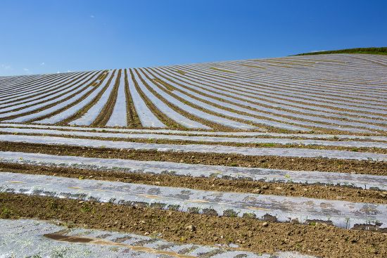 Crop Covered Rows Plastic Sheeting Field Editorial Stock Photo - Stock ...