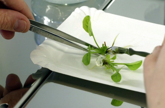Plant Dissection Experiment Editorial Stock Photo - Stock Image ...