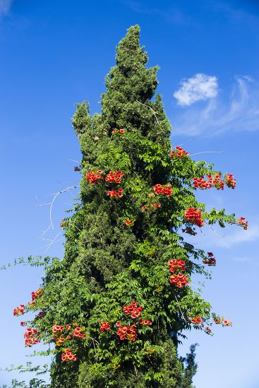 Red Flowers Conifer Tree Sivota Greece Editorial Stock Photo - Stock ...