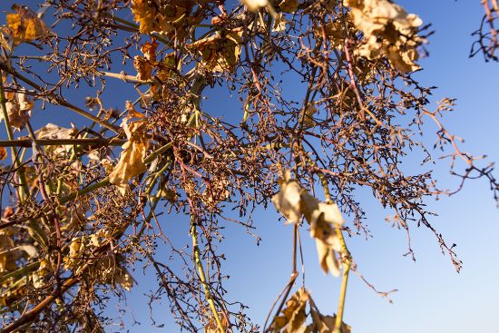 Dying Grape Vines Bakersfield California Usa Editorial Stock Photo ...