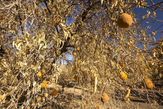 Dying Orange Trees That No Longer Editorial Stock Photo - Stock Image ...