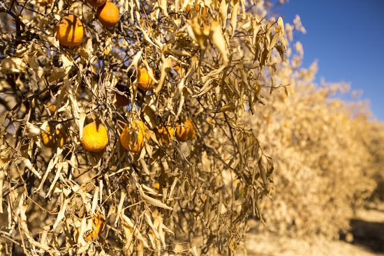 Dying Orange Trees That No Longer Editorial Stock Photo - Stock Image ...