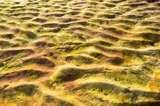 Fossil Ripple Beach Marks Sandstone On Editorial Stock Photo - Stock ...