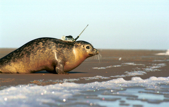 Rehabilitated Seal Satellite Tracking Tag Released Editorial Stock ...