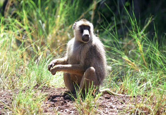 Yellow Backed Baboon Tsavo Editorial Stock Photo - Stock Image ...