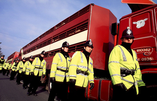 Police Officers Escort Convoy Lorries Transporting Editorial Stock ...