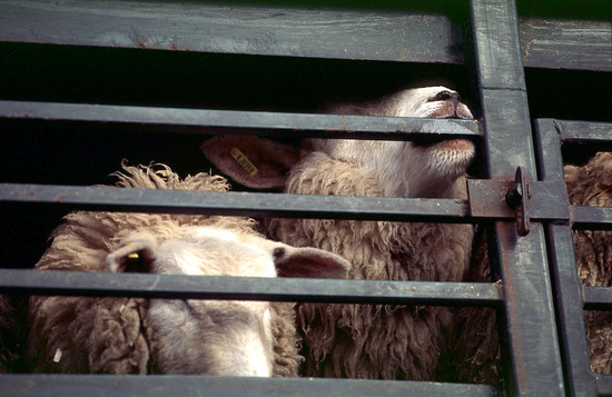 Sheep Distress Bites Metal Frame While Editorial Stock Photo - Stock ...