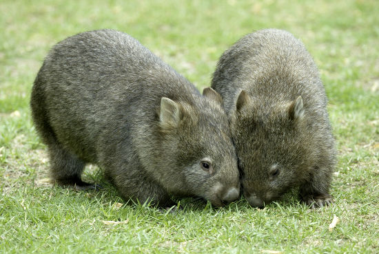 Common Wombats Vombatus Ursinus Adult Animals Editorial Stock Photo ...