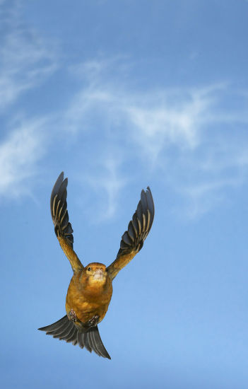 Rosefinch Carpodacus Erythrinus Flight Editorial Stock Photo - Stock ...