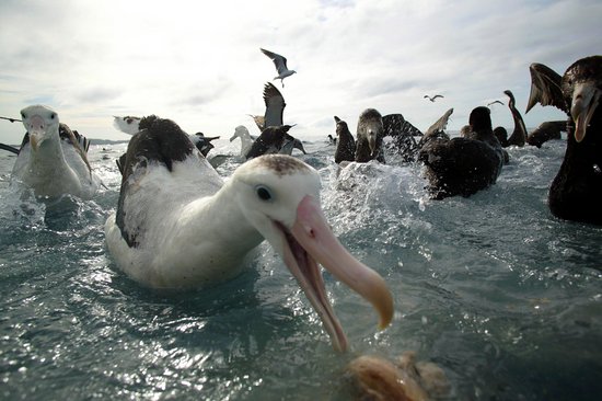Wandering Albatrosses Feeding Behind Fishing Boat Editorial Stock Photo ...