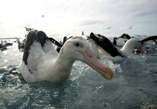 Wandering Albatrosses Feeding Behind Fishing Boat Editorial Stock Photo ...
