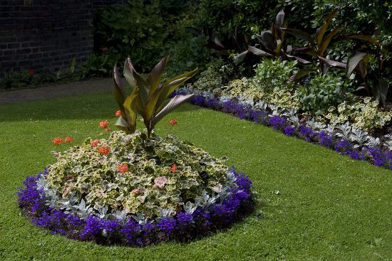 Canna Indica Purpurea Pelargonium Mrs Pollack Editorial Stock Photo ...