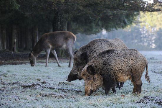 Wild Boars Sus Scrofa Deer Back Editorial Stock Photo - Stock Image ...