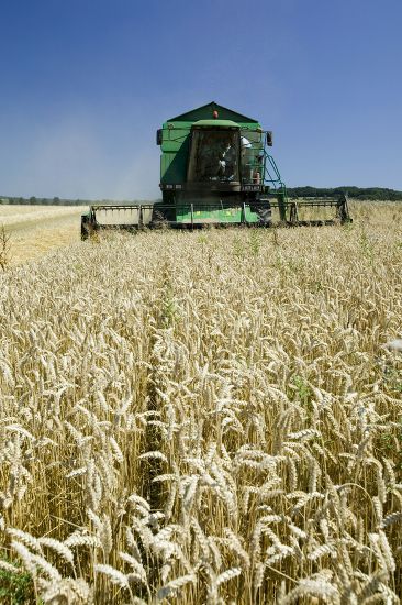 Combine Harvester Work Grain Harvest Hennef Editorial Stock Photo ...