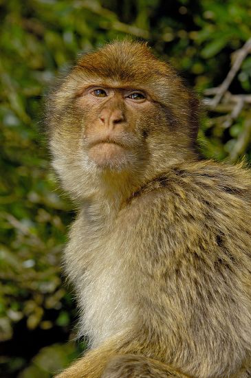 Barbary Macaque Macaca Sylvanus Gibraltar Europe Editorial Stock Photo ...