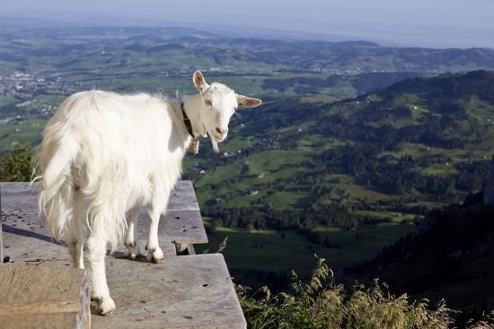 Goat Overlooking Appenzell Switzerland Europe Editorial Stock Photo ...