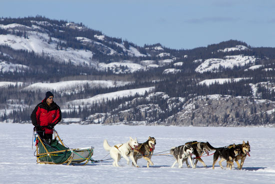 Model Released Man Musher Running Driving Editorial Stock Photo - Stock ...