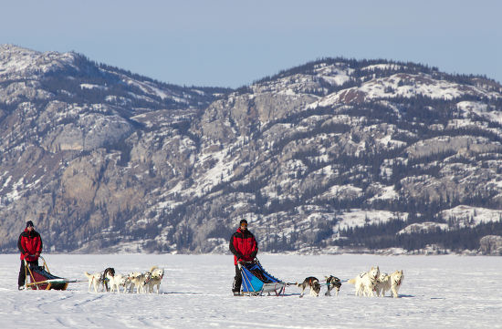 Model Released Two Man Musher Running Editorial Stock Photo - Stock ...