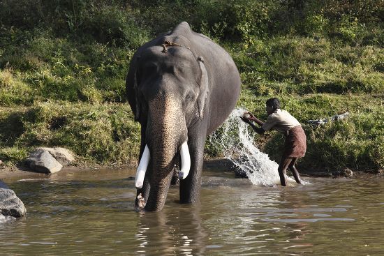 Domesticated Elephant Being Washed River Asian Editorial Stock Photo ...