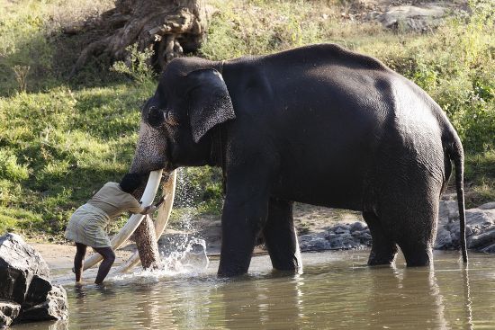 Domesticated Elephant Being Washed River Asian Editorial Stock Photo ...