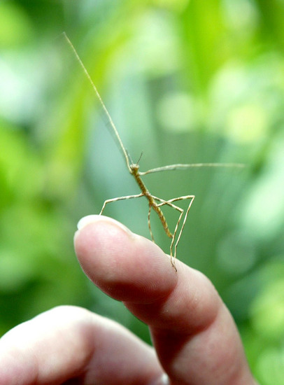 Twiggy Longest Stick Insect Egg 4mm Editorial Stock Photo - Stock Image ...