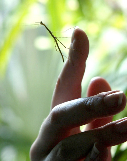 Twiggy Longest Stick Insect Egg 4mm Editorial Stock Photo - Stock Image ...