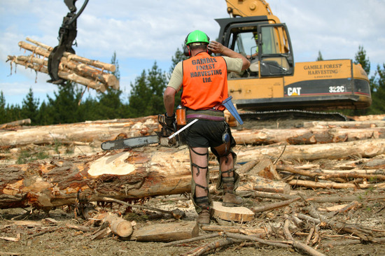New Zealand Forestry Harvesting Douglas Fir Editorial Stock Photo ...