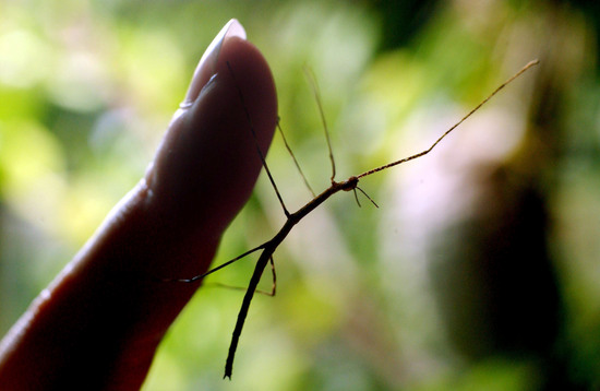 Baby Malaysian Giant Stick Insect Insect Editorial Stock Photo - Stock ...